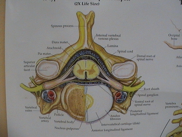 SMA type 4 (ca bệnh hiếm) - PGS Hà Hoàng Kiệm